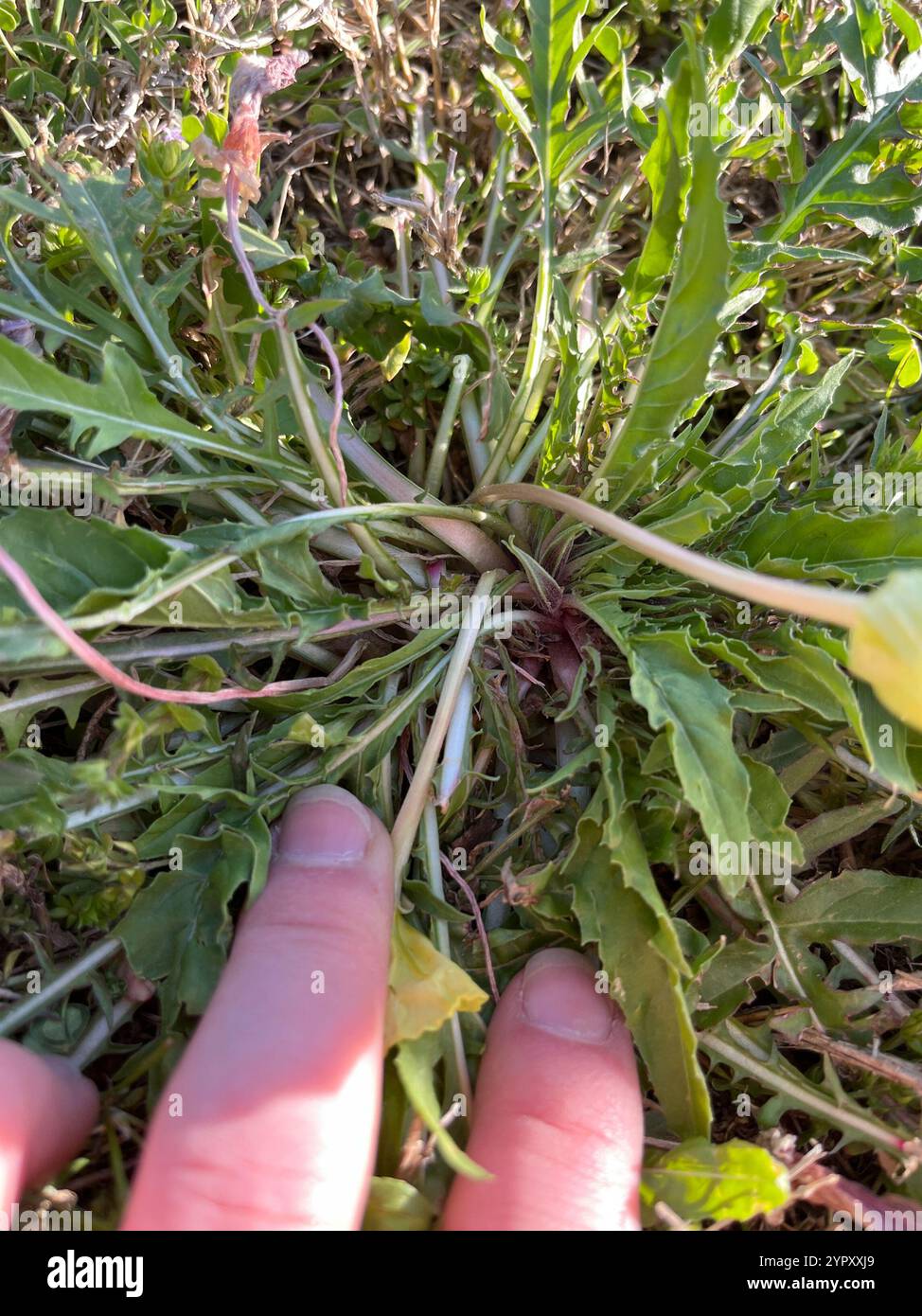 Stemless Evening Primrose (Oenothera triloba Stock Photo - Alamy