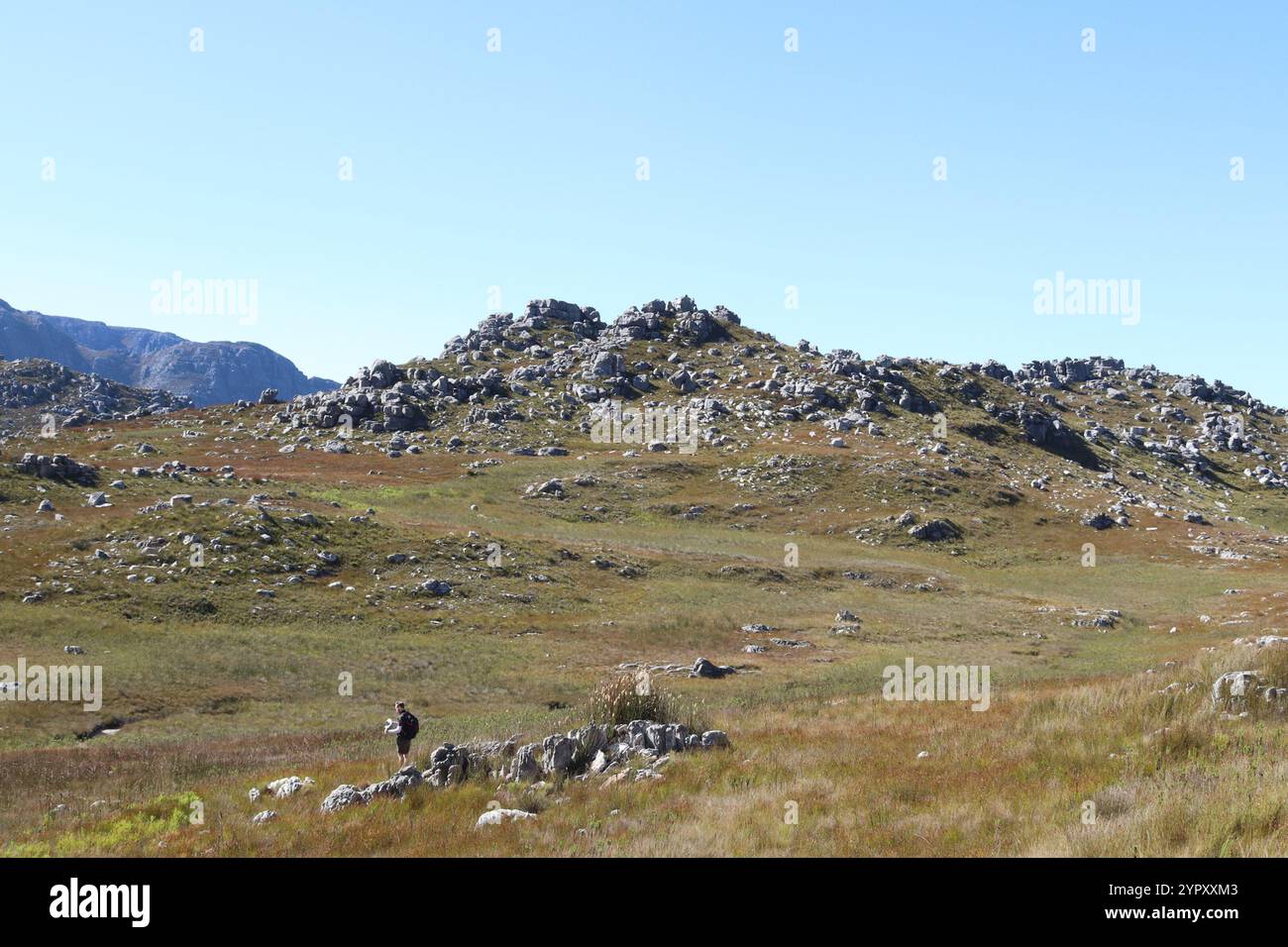 Cape Snake Lizard (Chamaesaura anguina Stock Photo - Alamy