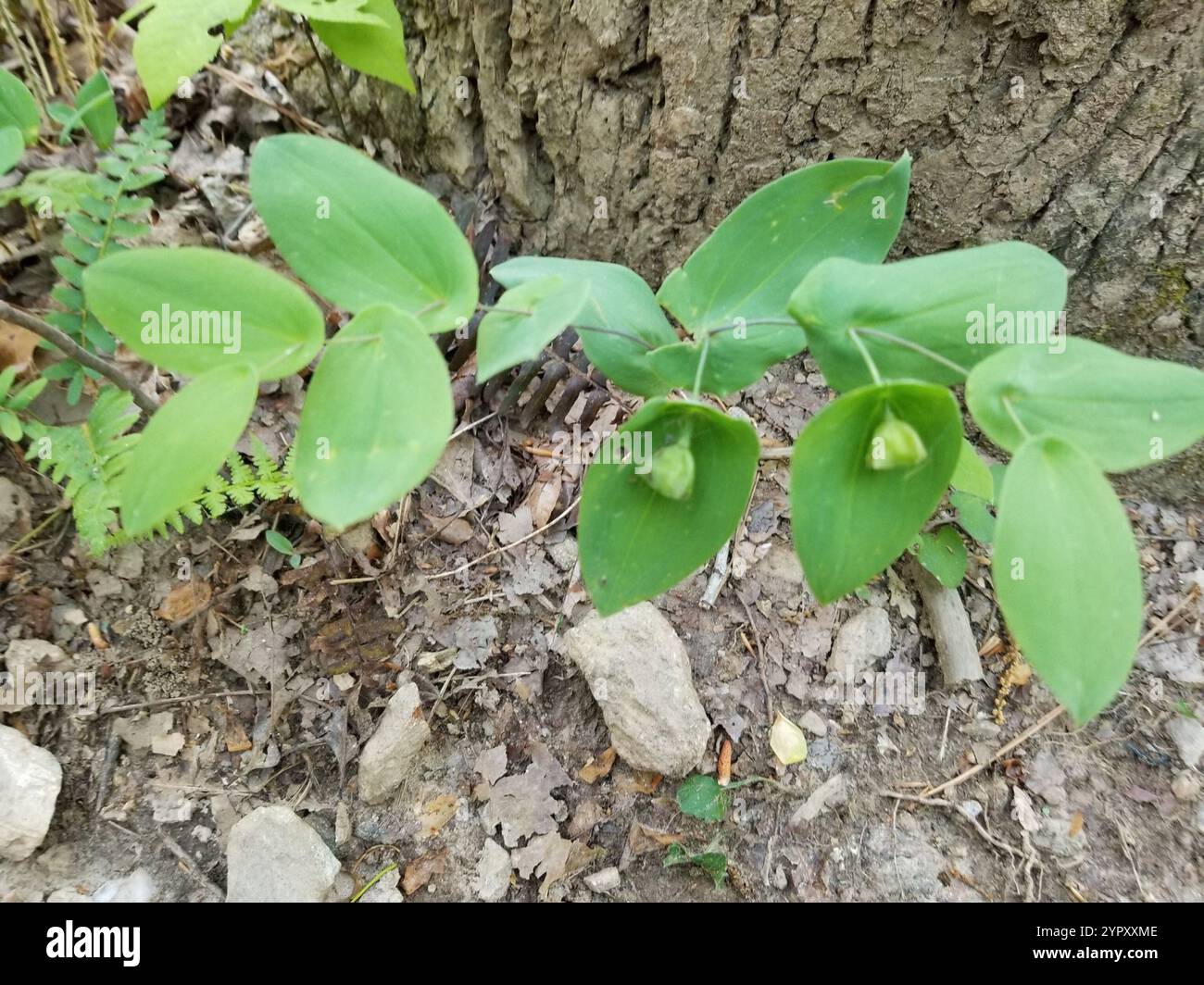 perfoliate bellwort (Uvularia perfoliata Stock Photo - Alamy