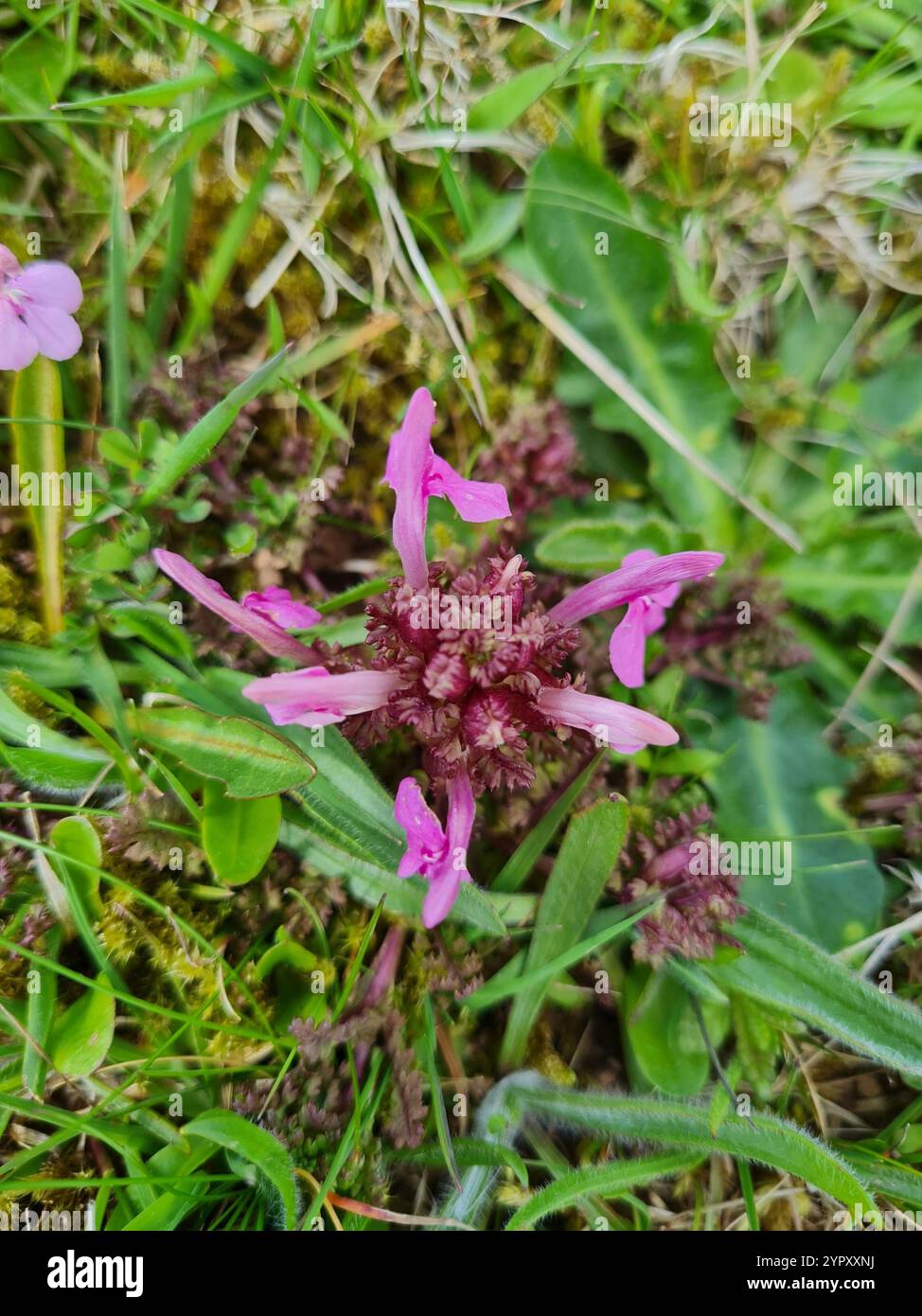 Common lousewort hi-res stock photography and images - Alamy