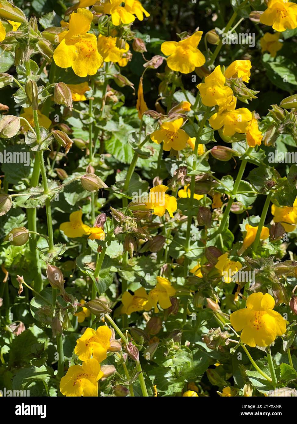seep monkeyflower (Erythranthe guttata Stock Photo - Alamy