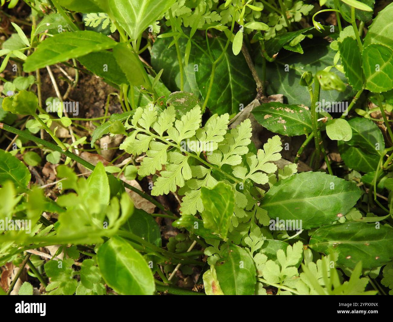 lowland brittle fern (Cystopteris protrusa Stock Photo - Alamy