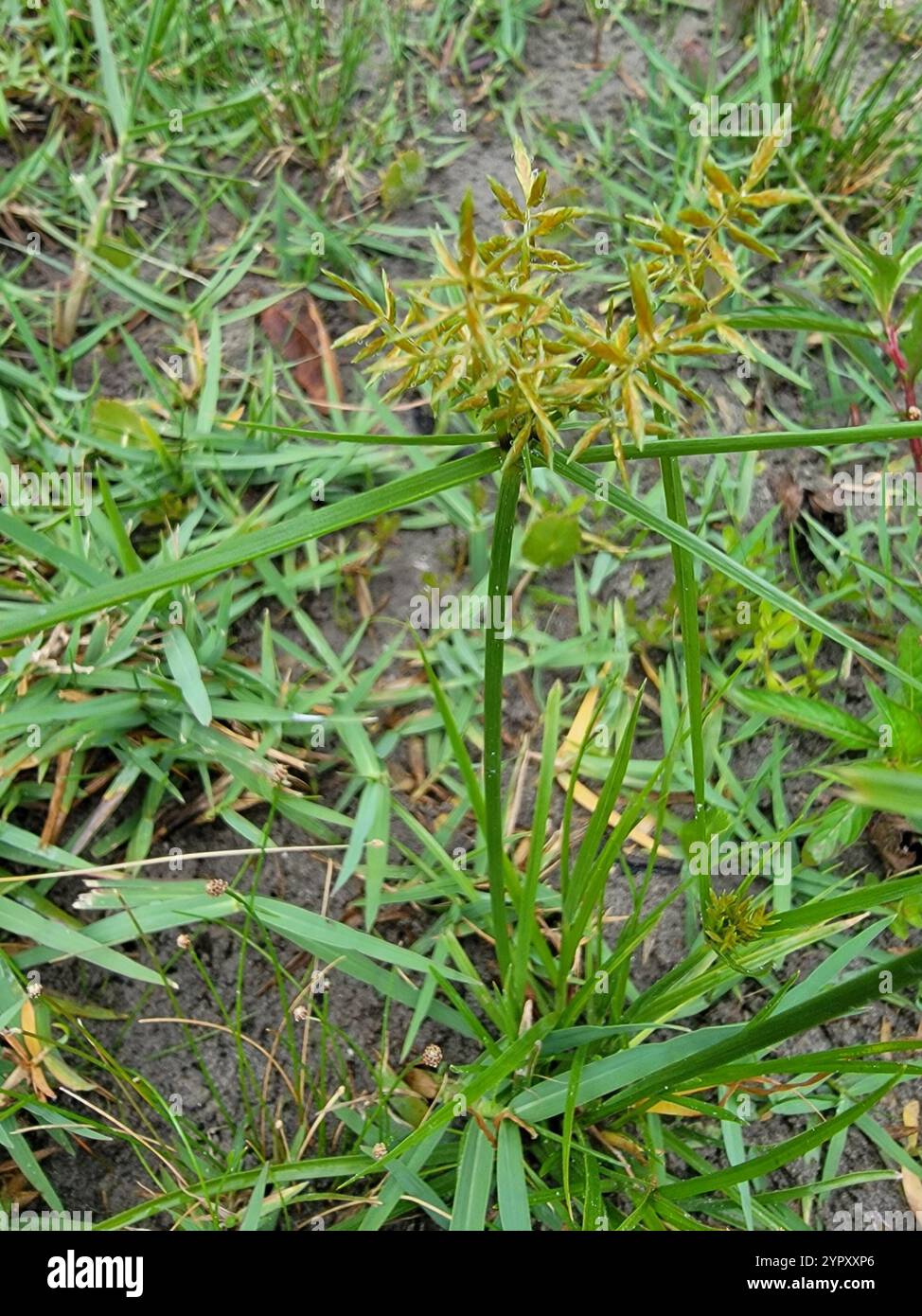 Bunchy flat-sedge (Cyperus polystachyos Stock Photo - Alamy