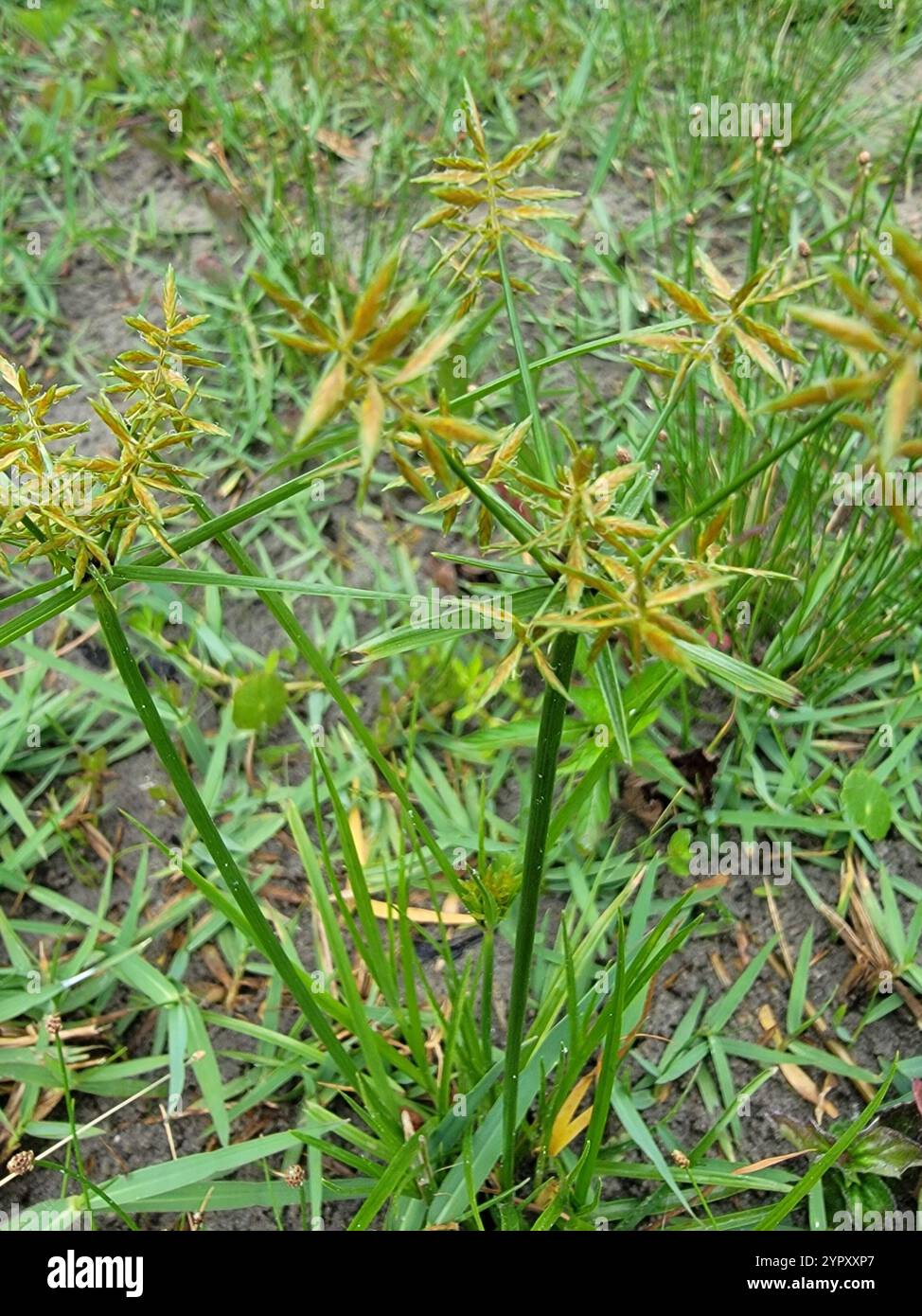 Bunchy flat-sedge (Cyperus polystachyos Stock Photo - Alamy