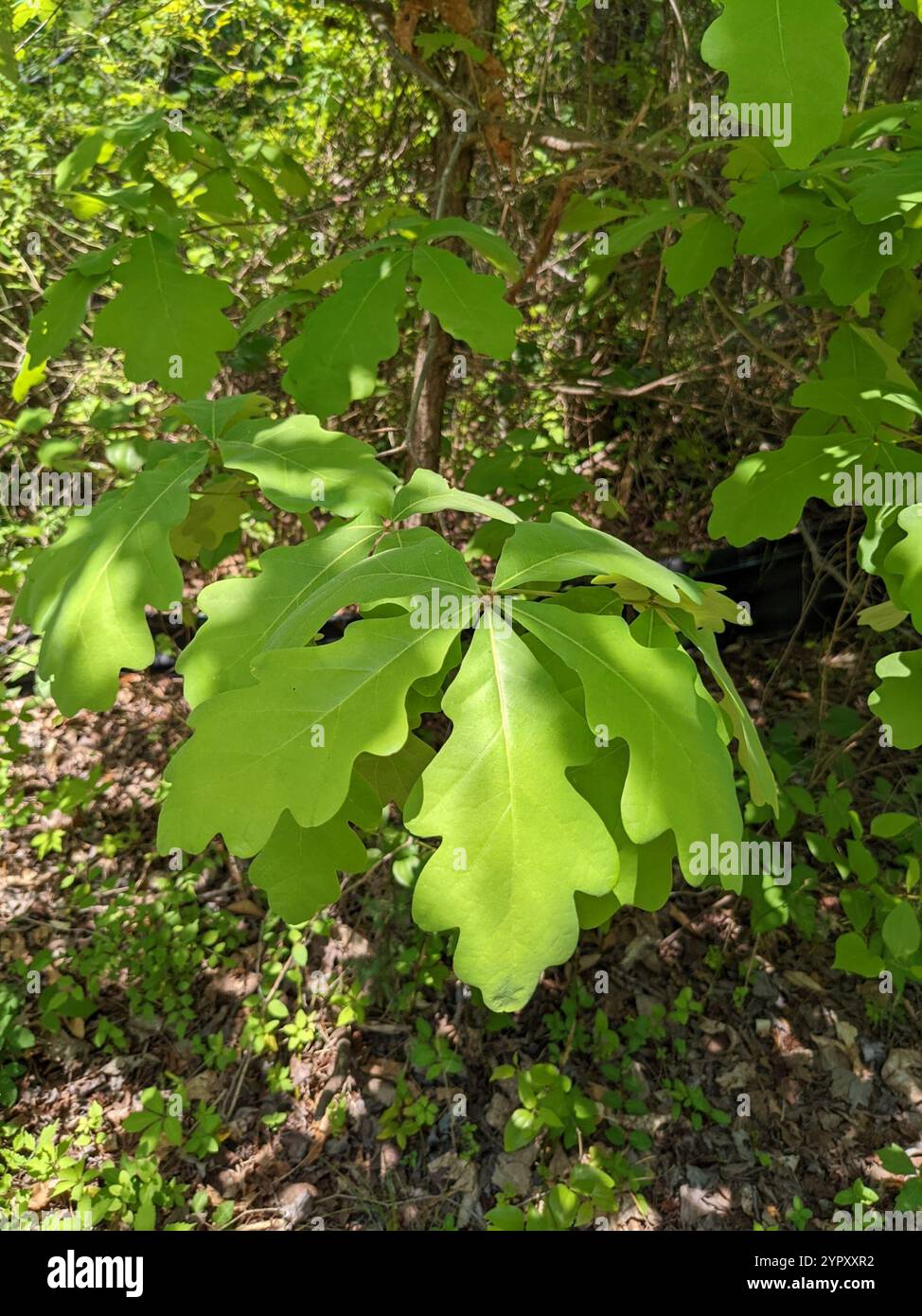 white oak (Quercus alba Stock Photo - Alamy