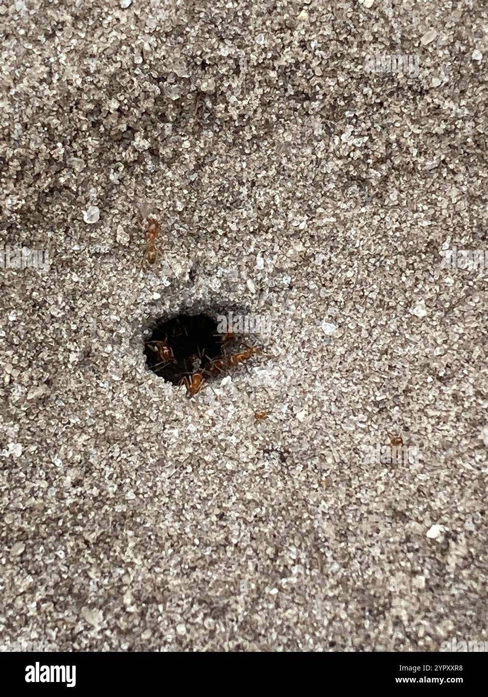 Buren's Pyramid Ant (Dorymyrmex bureni Stock Photo - Alamy