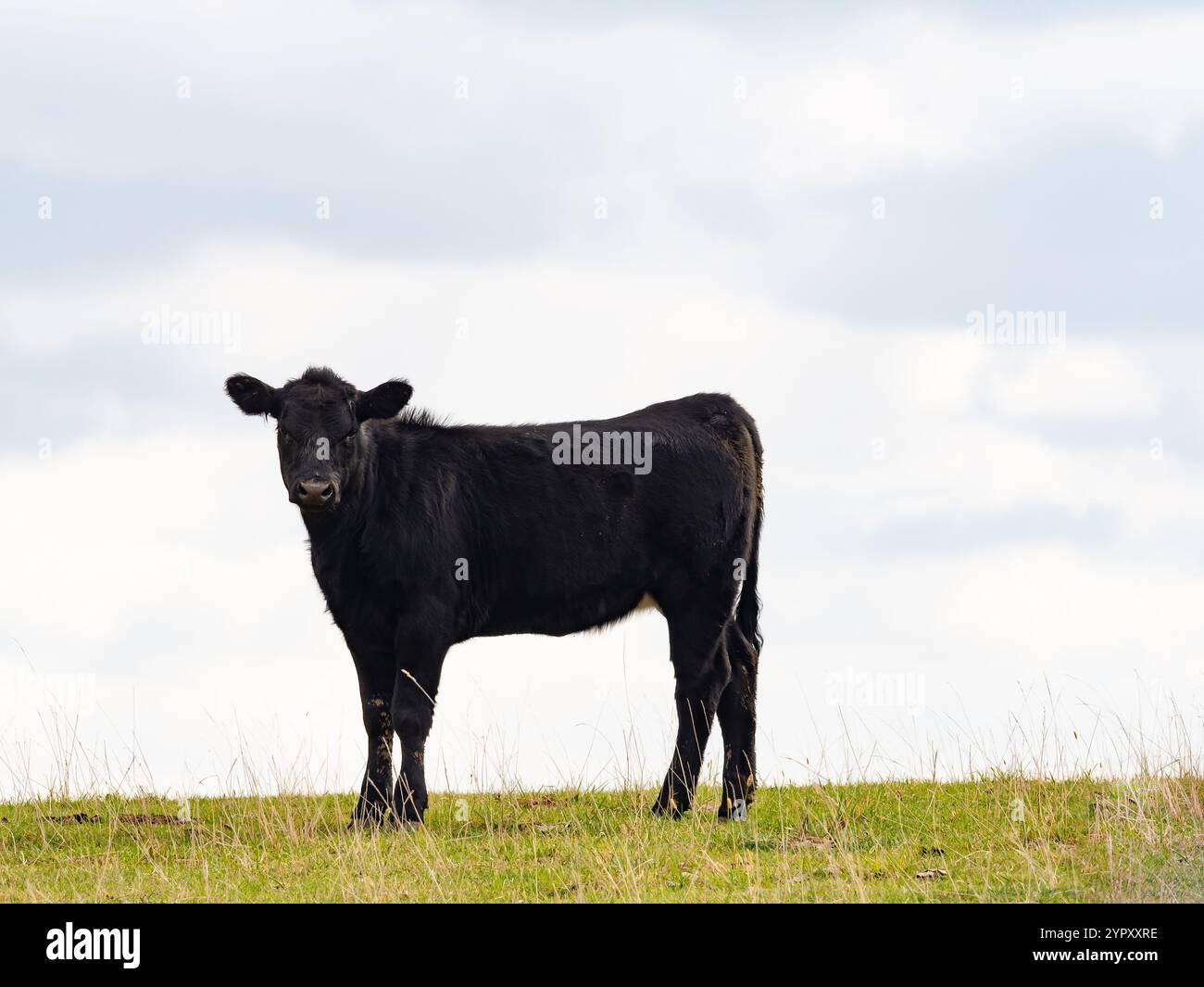 Young Black Angus cow standing atop a small grass hill with blue sky ...