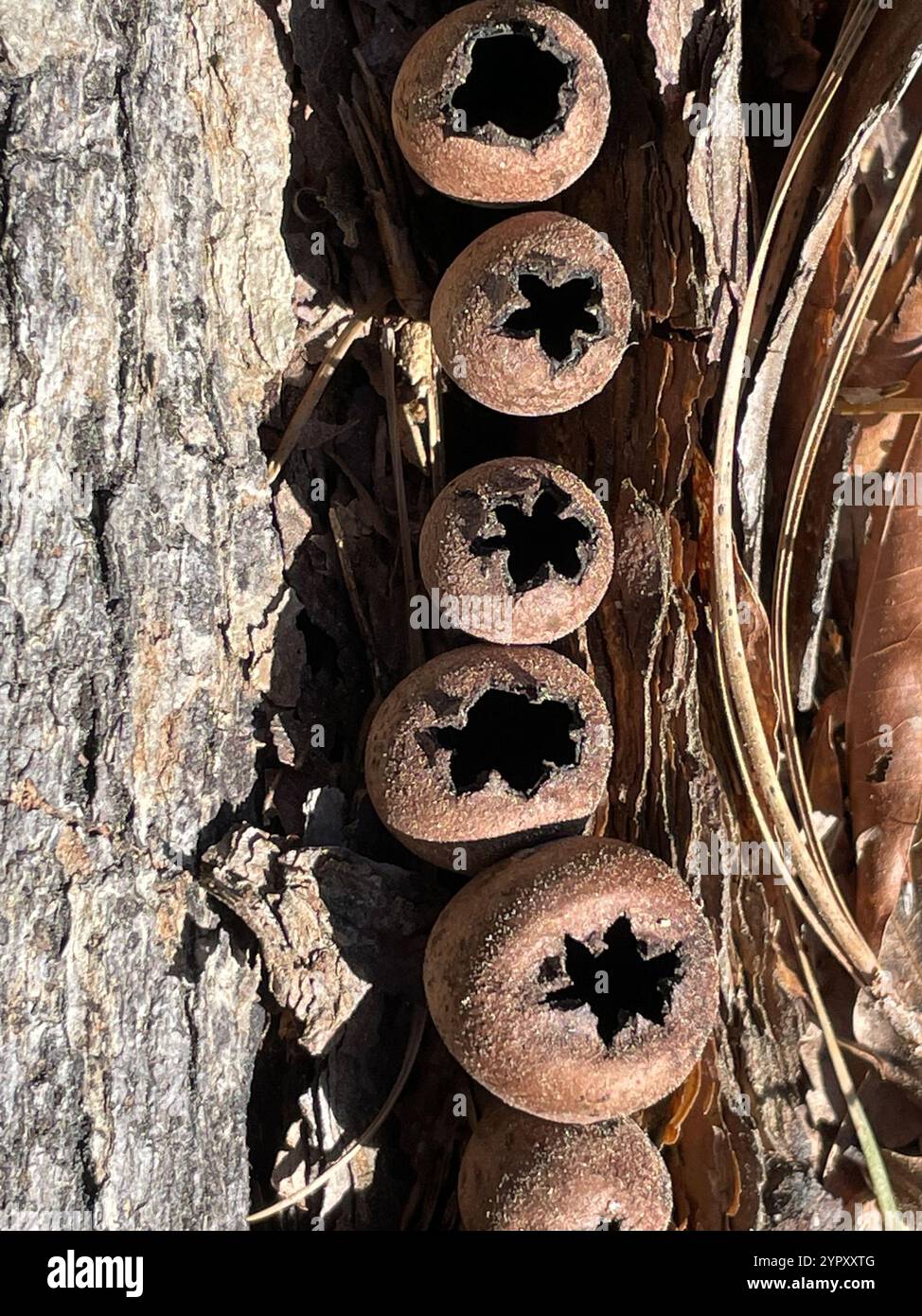 devil's urn (Urnula craterium Stock Photo - Alamy