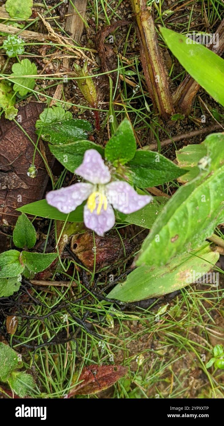 vascular plants (Tracheophyta Stock Photo - Alamy