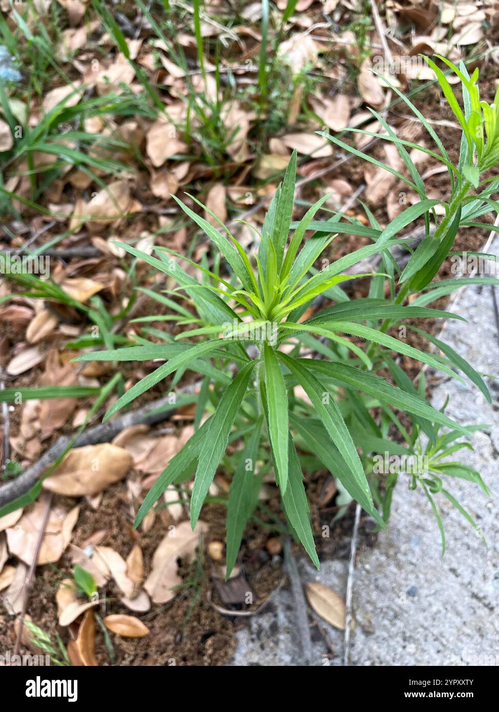 horseweed (Erigeron canadensis Stock Photo - Alamy