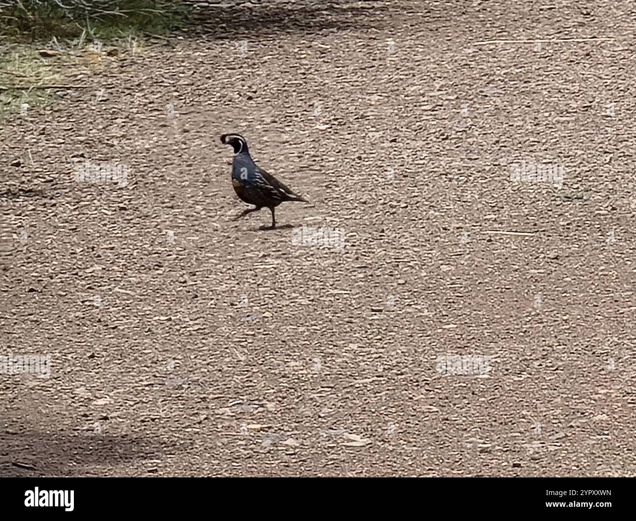 California Quail (Callipepla californica Stock Photo - Alamy