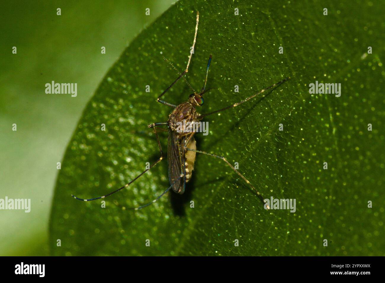 Culicine mosquitoes hi-res stock photography and images - Alamy