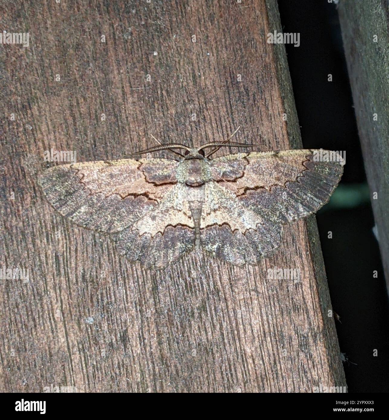 Geometer Moths (Geometridae Stock Photo - Alamy