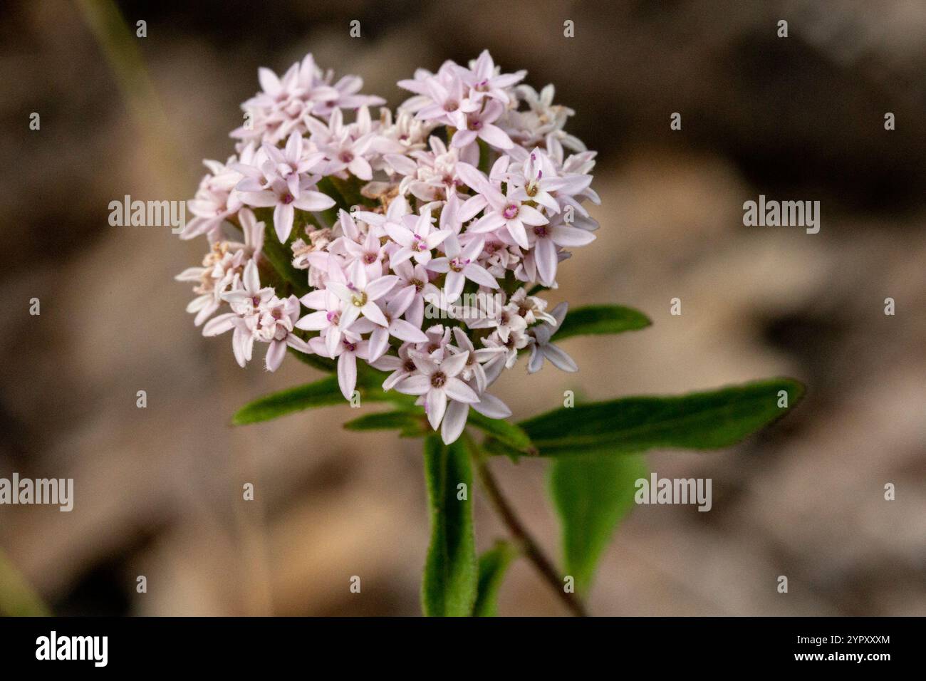 Plummer's Candyleaf (Stevia plummerae Stock Photo - Alamy