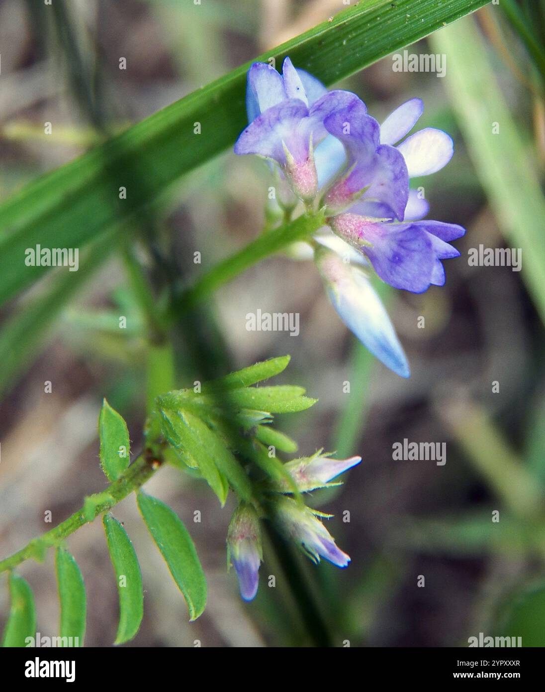 slender vetch (Vicia ludoviciana Stock Photo - Alamy
