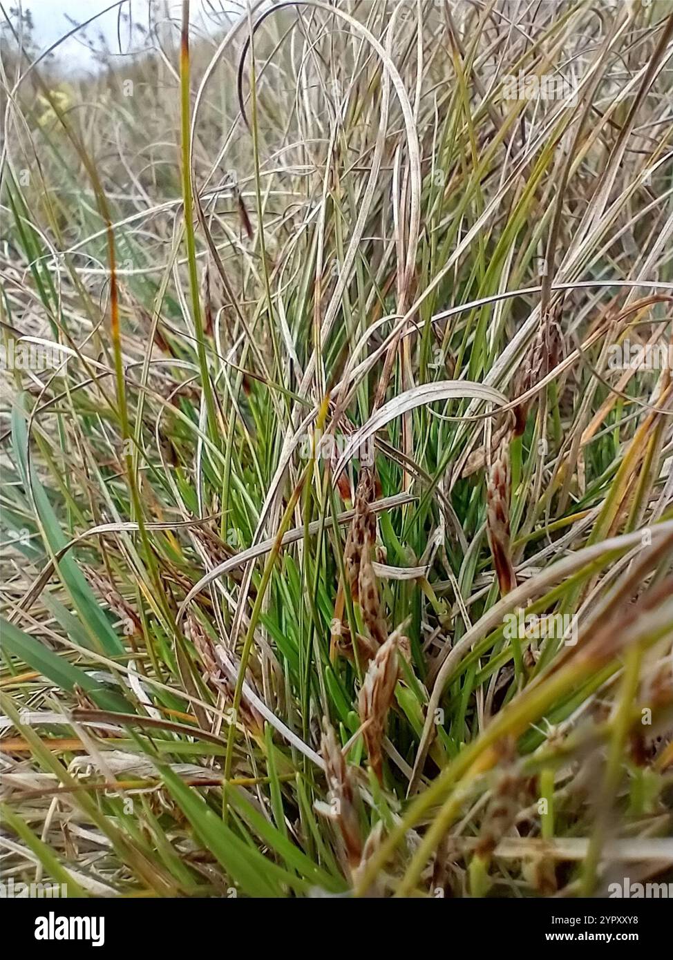 Dwarf Sedge (Carex humilis Stock Photo - Alamy
