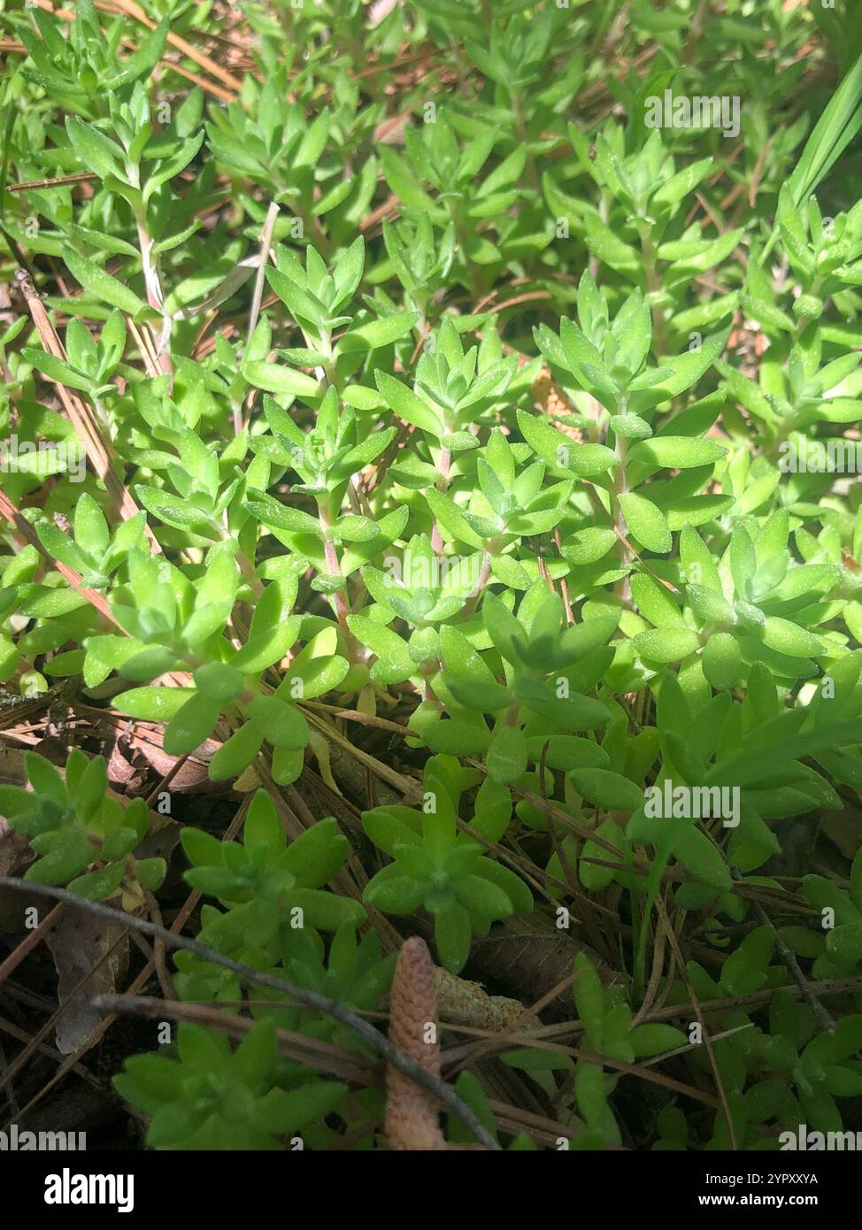 Stringy Stonecrop (Sedum sarmentosum Stock Photo - Alamy