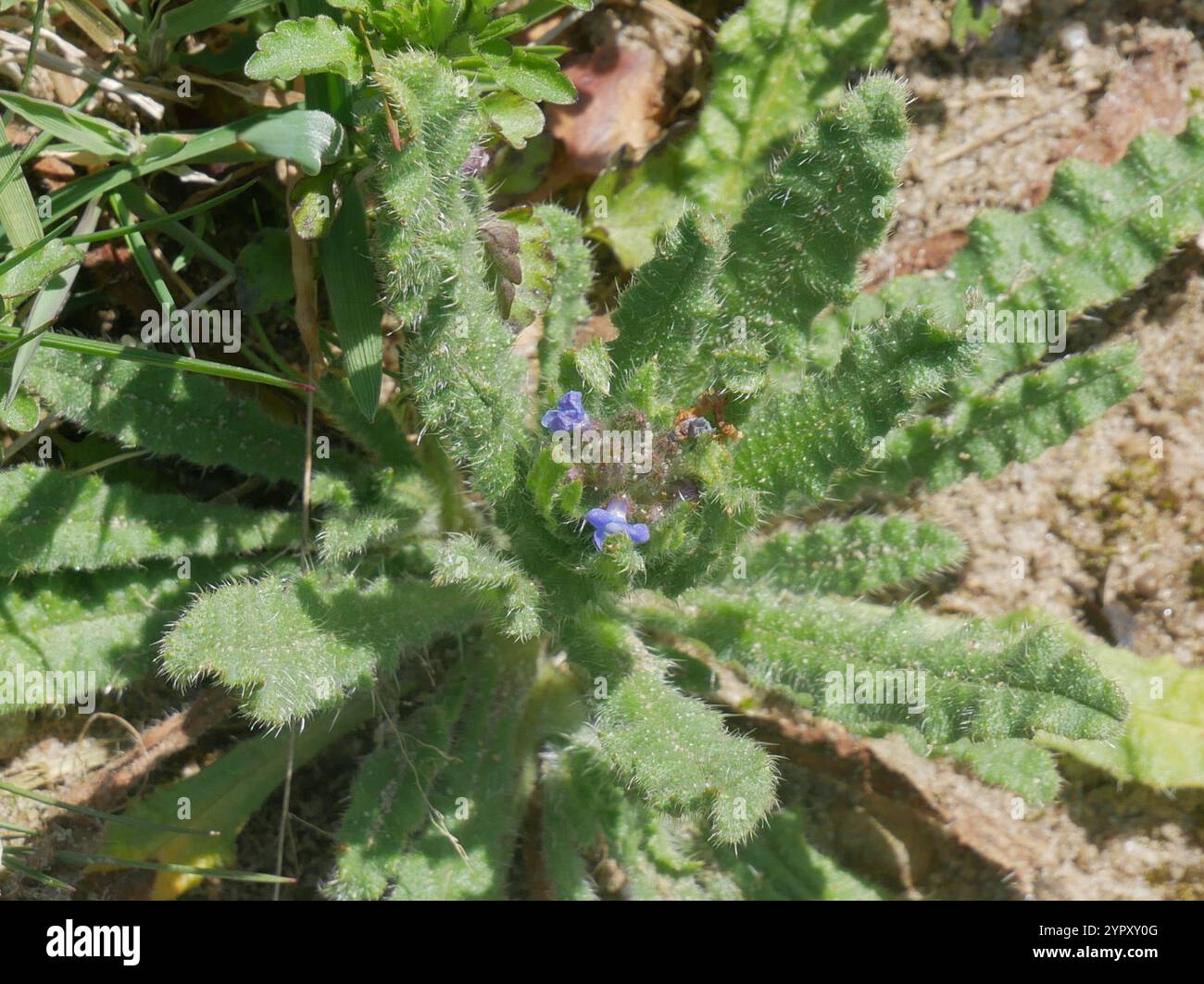 small bugloss (Anchusa arvensis Stock Photo - Alamy
