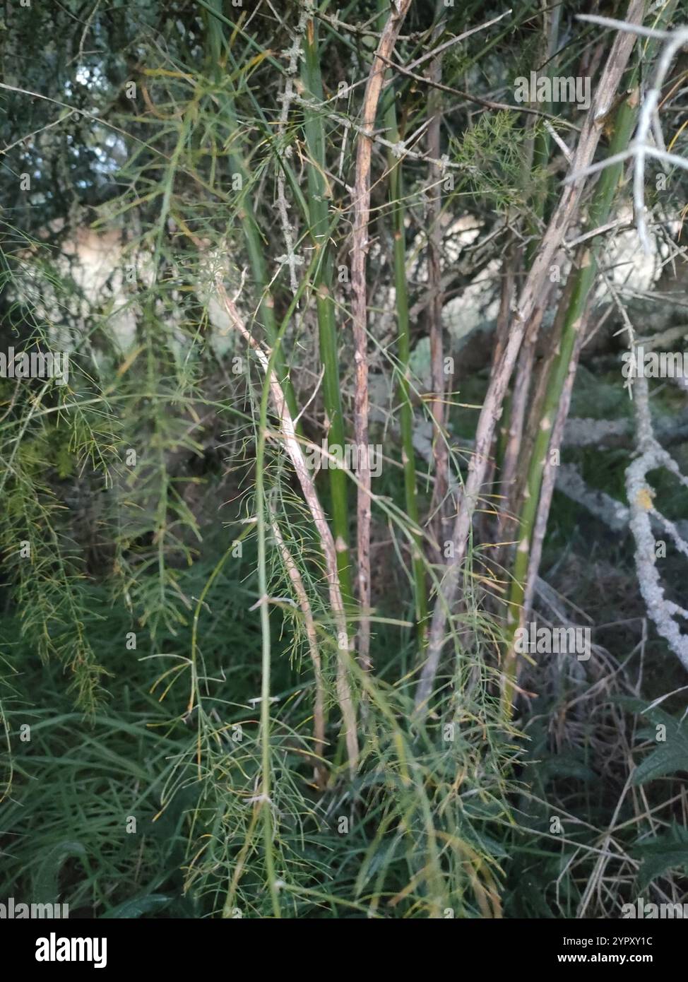 wild asparagus (Asparagus officinalis Stock Photo - Alamy