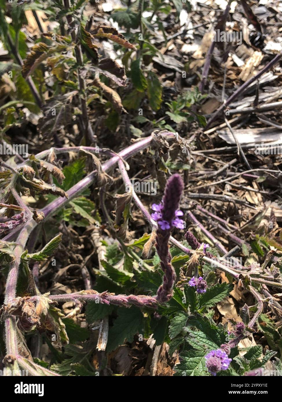 Western vervain hi-res stock photography and images - Alamy