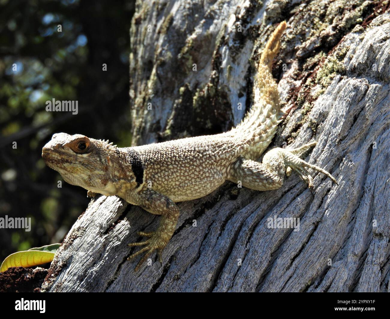 Cuviers madagascar swift oplurus hi-res stock photography and images ...