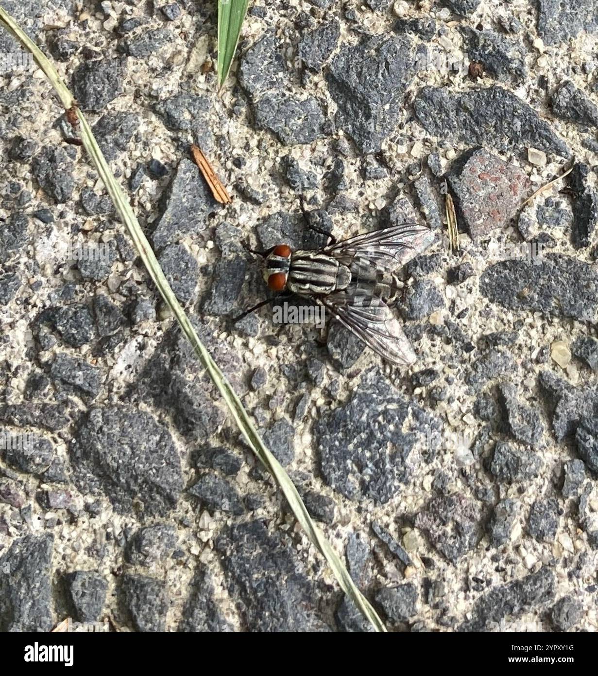Common Flesh Flies (Sarcophaga Stock Photo - Alamy