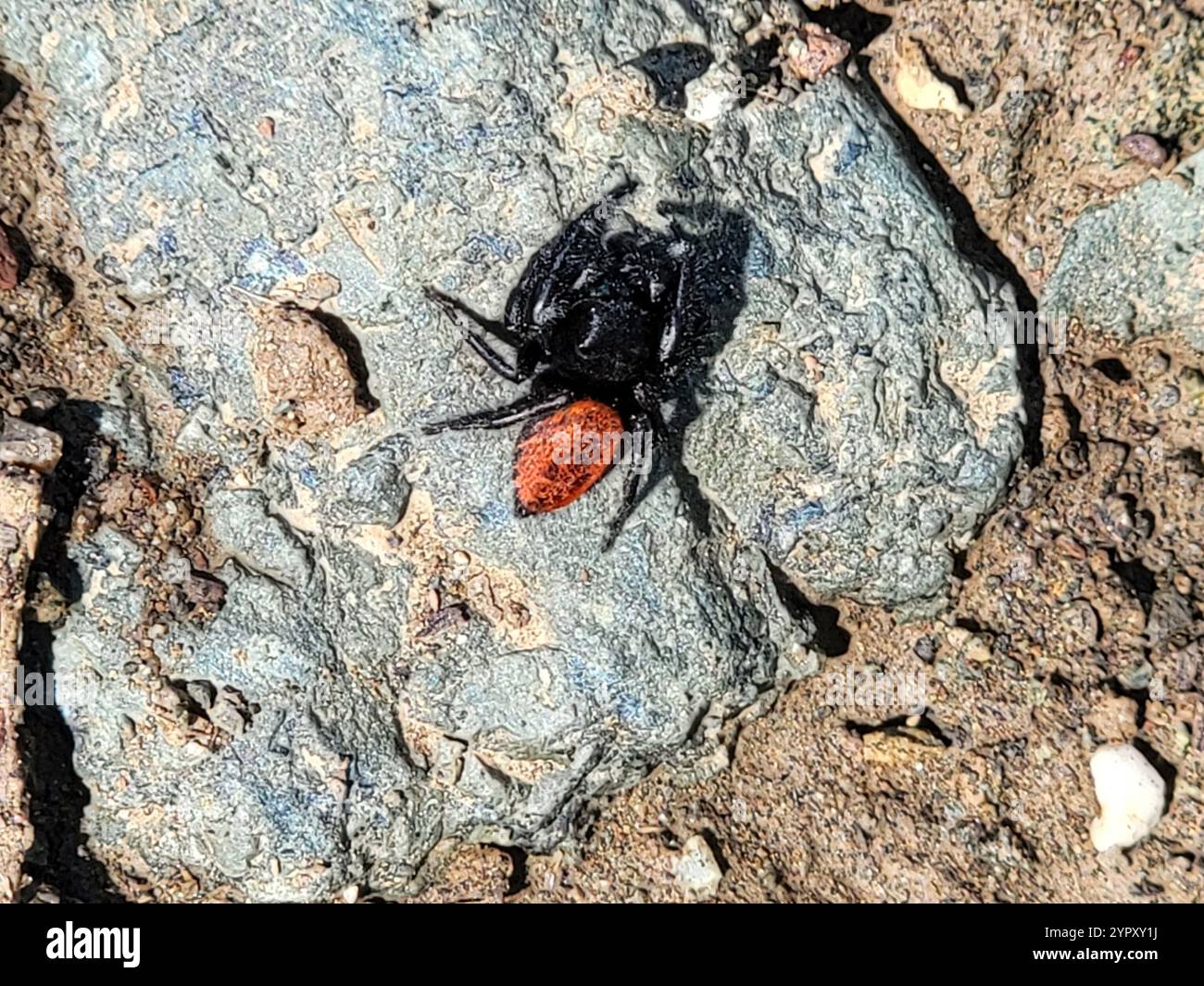 Johnson's Jumping Spider (Phidippus johnsoni Stock Photo - Alamy