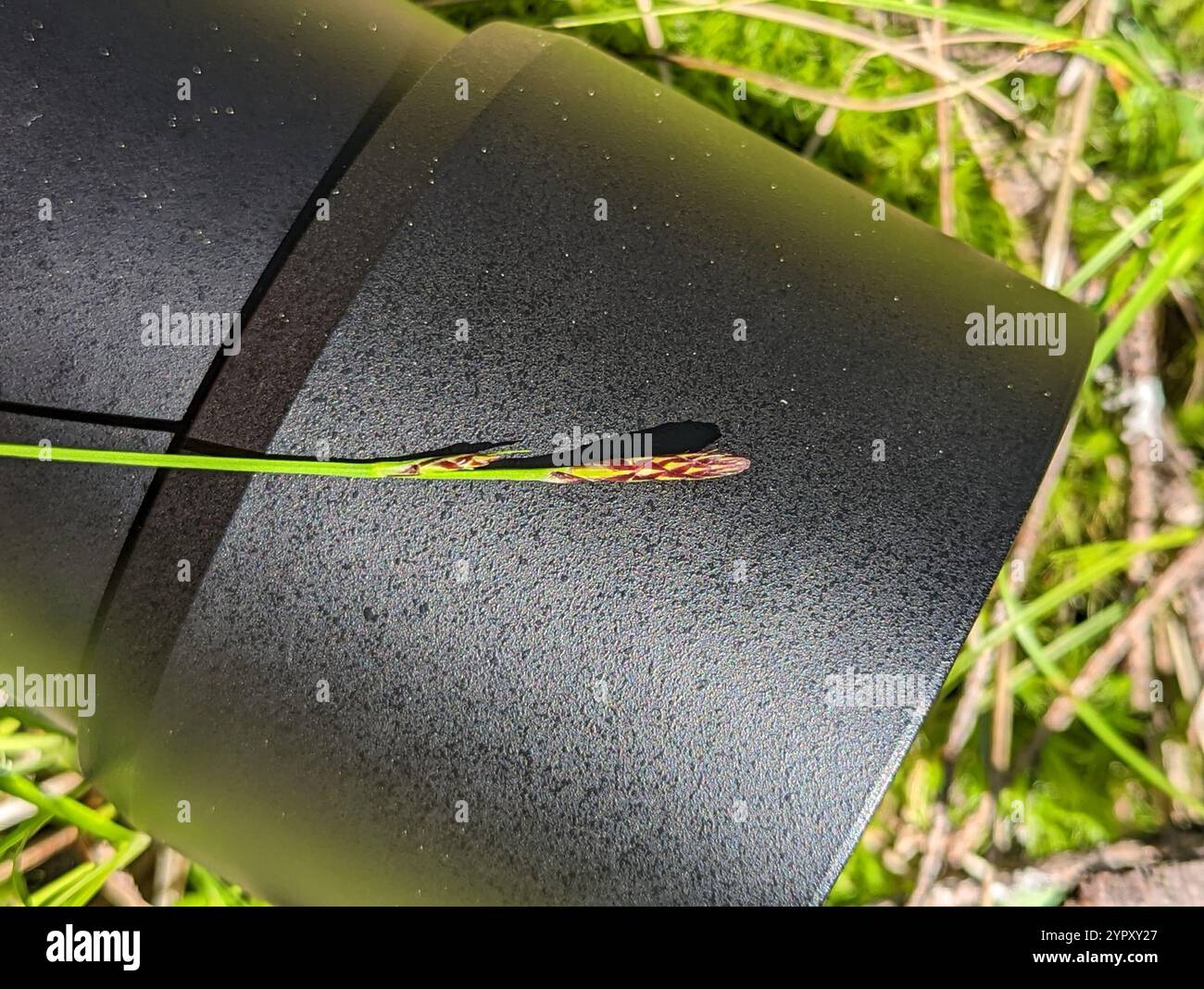 Long-stolon Sedge (Carex inops Stock Photo - Alamy