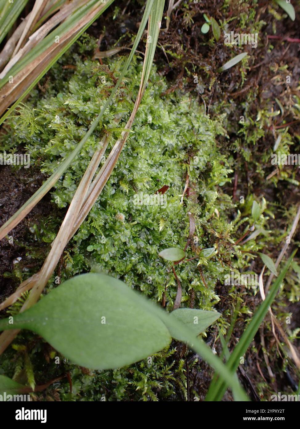 Square-leaved Crestwort (Chiloscyphus polyanthos Stock Photo - Alamy