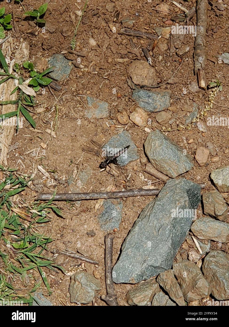 Blue Corporal (Ladona deplanata Stock Photo - Alamy