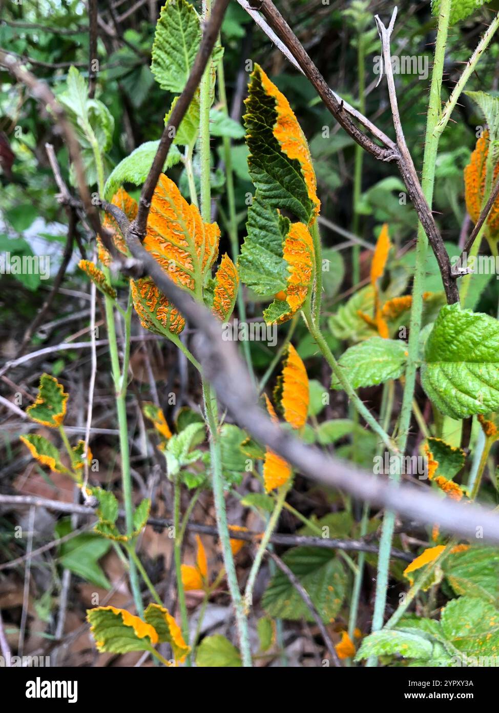 blackberry orange rust (Gymnoconia peckiana Stock Photo - Alamy