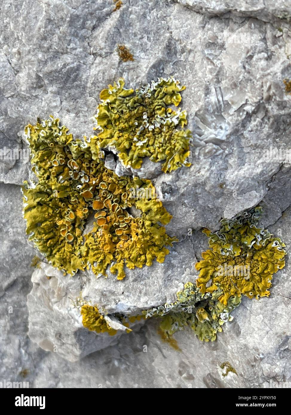 Common Sunburst Lichen (Xanthoria parietina Stock Photo - Alamy