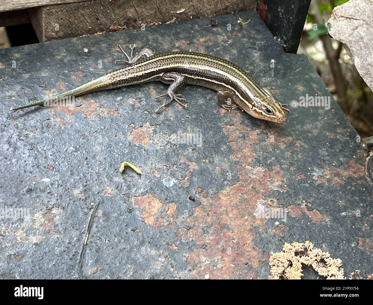 Common Five-lined Skink (Plestiodon fasciatus Stock Photo - Alamy