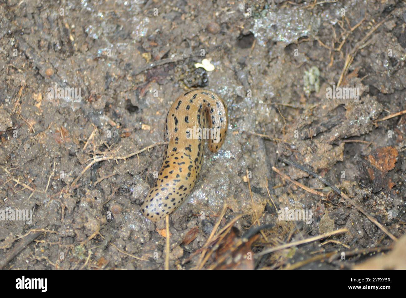 Leopard Slug (Limax maximus Stock Photo - Alamy