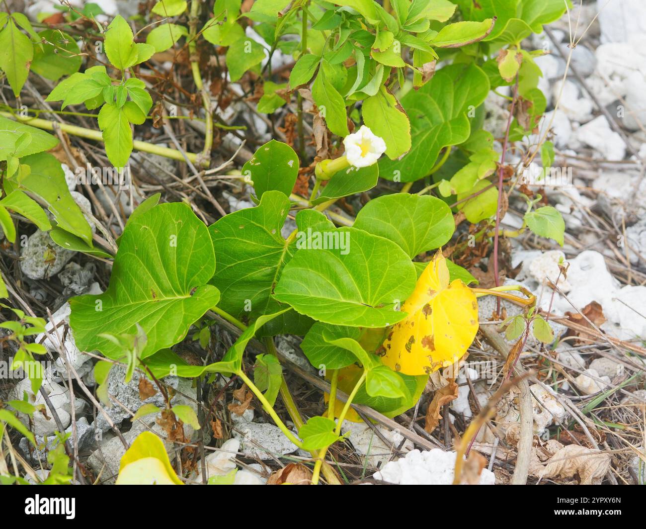 beach moonflower (Ipomoea violacea Stock Photo - Alamy