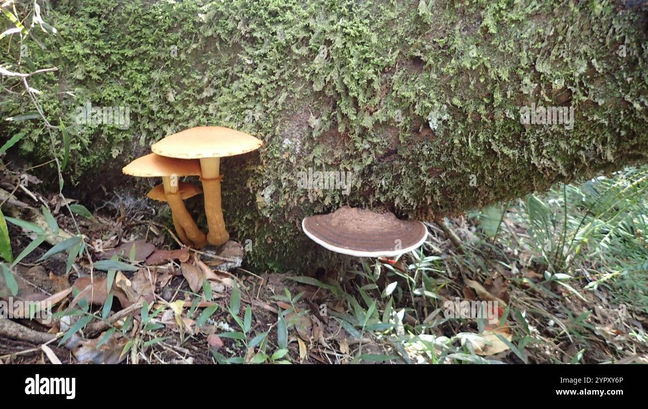 artist's bracket (Ganoderma applanatum Stock Photo - Alamy