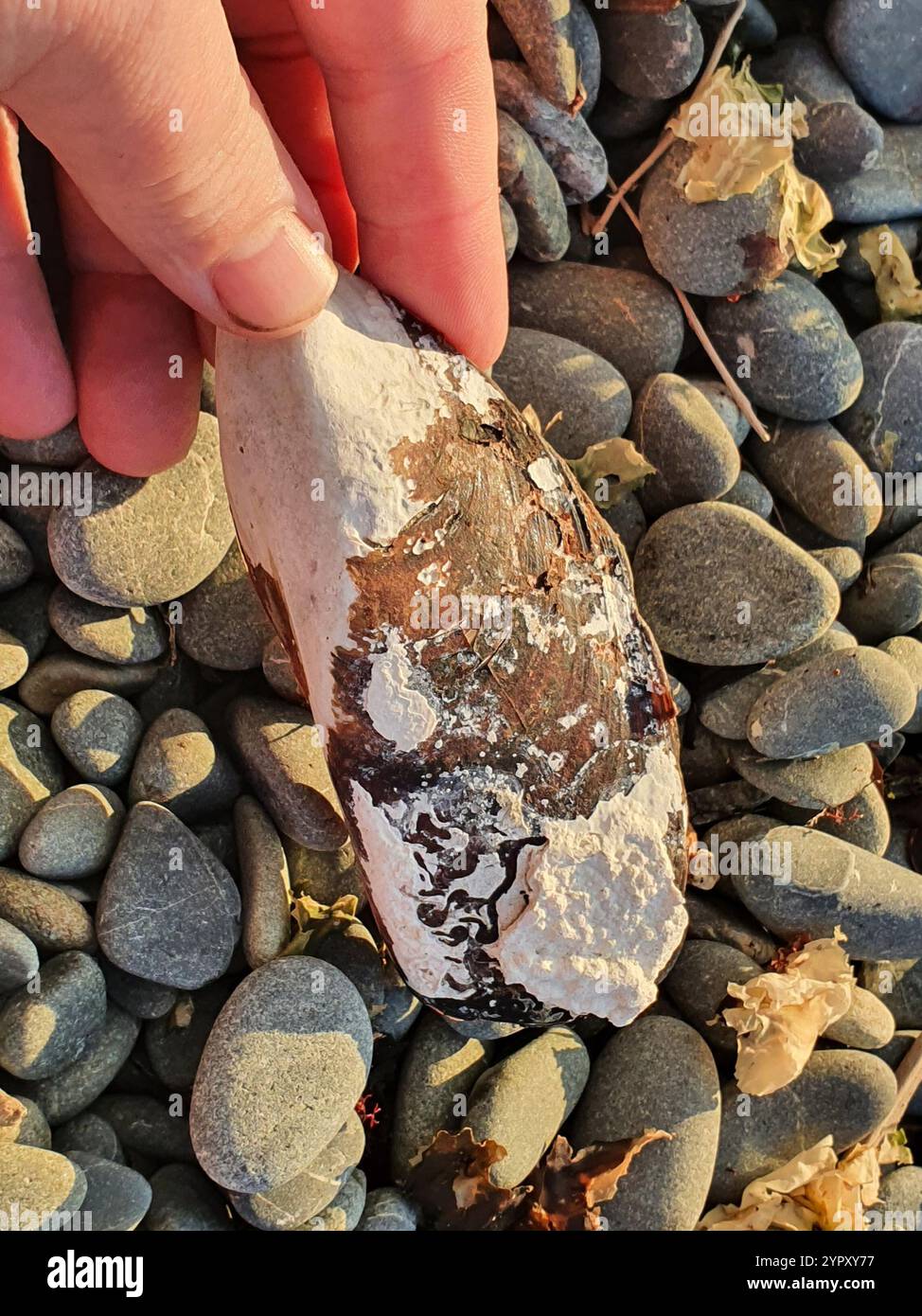 New Zealand Green-lipped Mussel (Perna canaliculus Stock Photo - Alamy