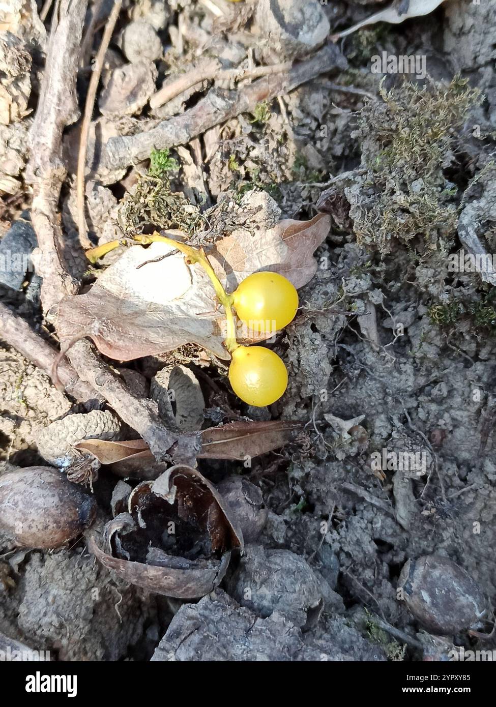 Yellow berried mistletoe hi-res stock photography and images - Alamy