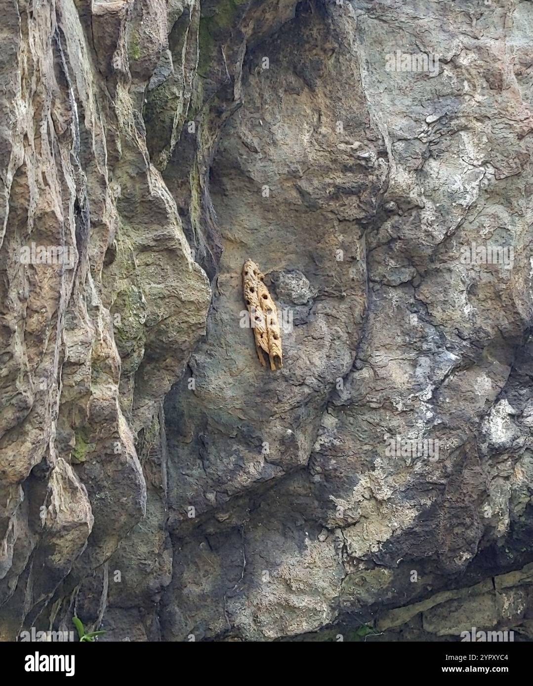 Trypoxylon politum wasp hi-res stock photography and images - Alamy