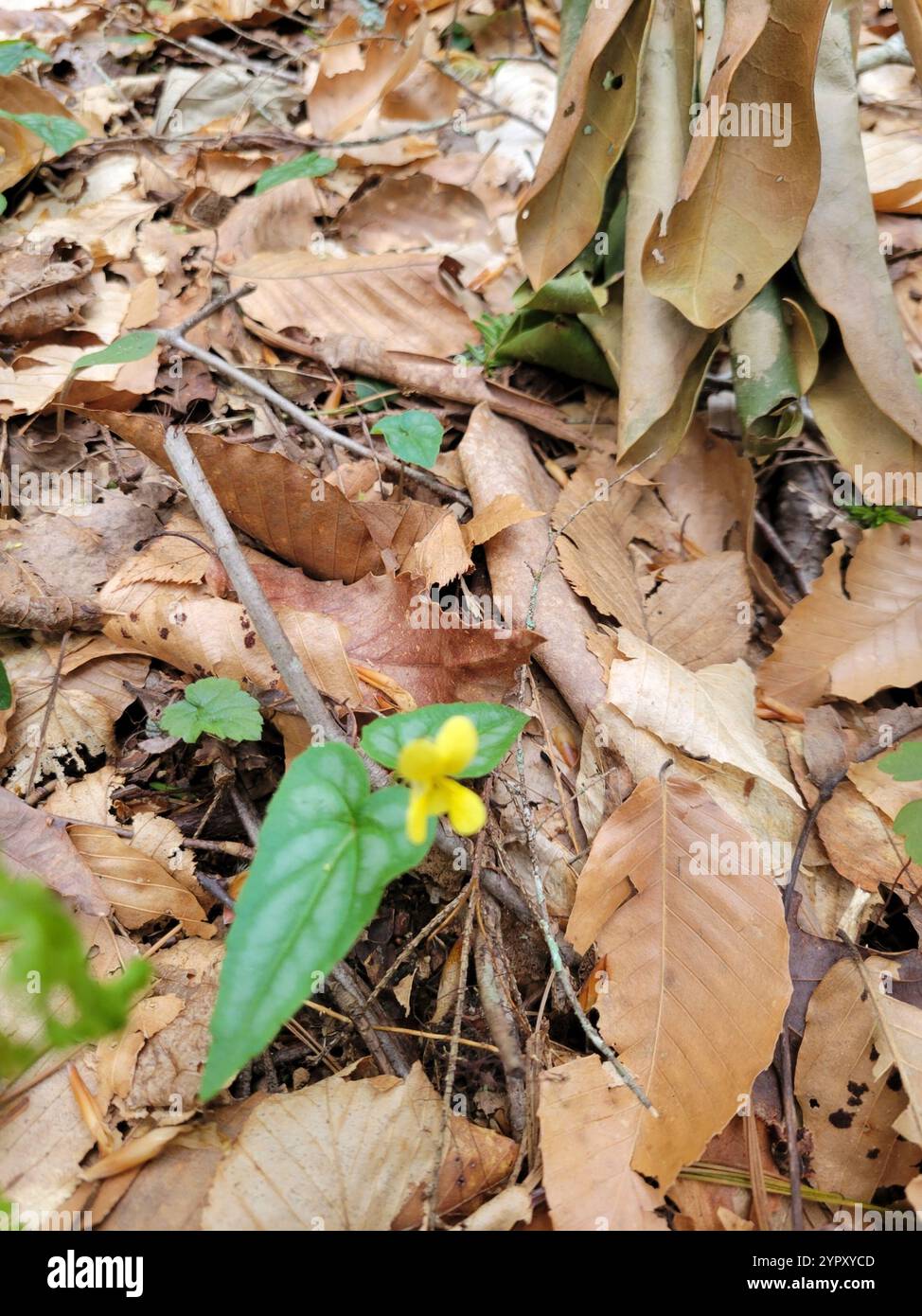 Halberd-leaved violet (Viola hastata Stock Photo - Alamy