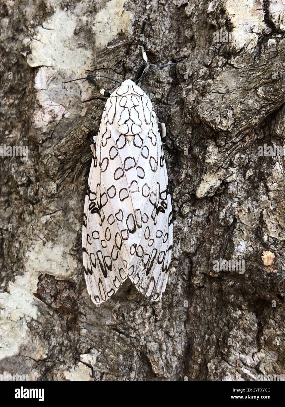 Giant Leopard Moth (Hypercompe scribonia Stock Photo - Alamy
