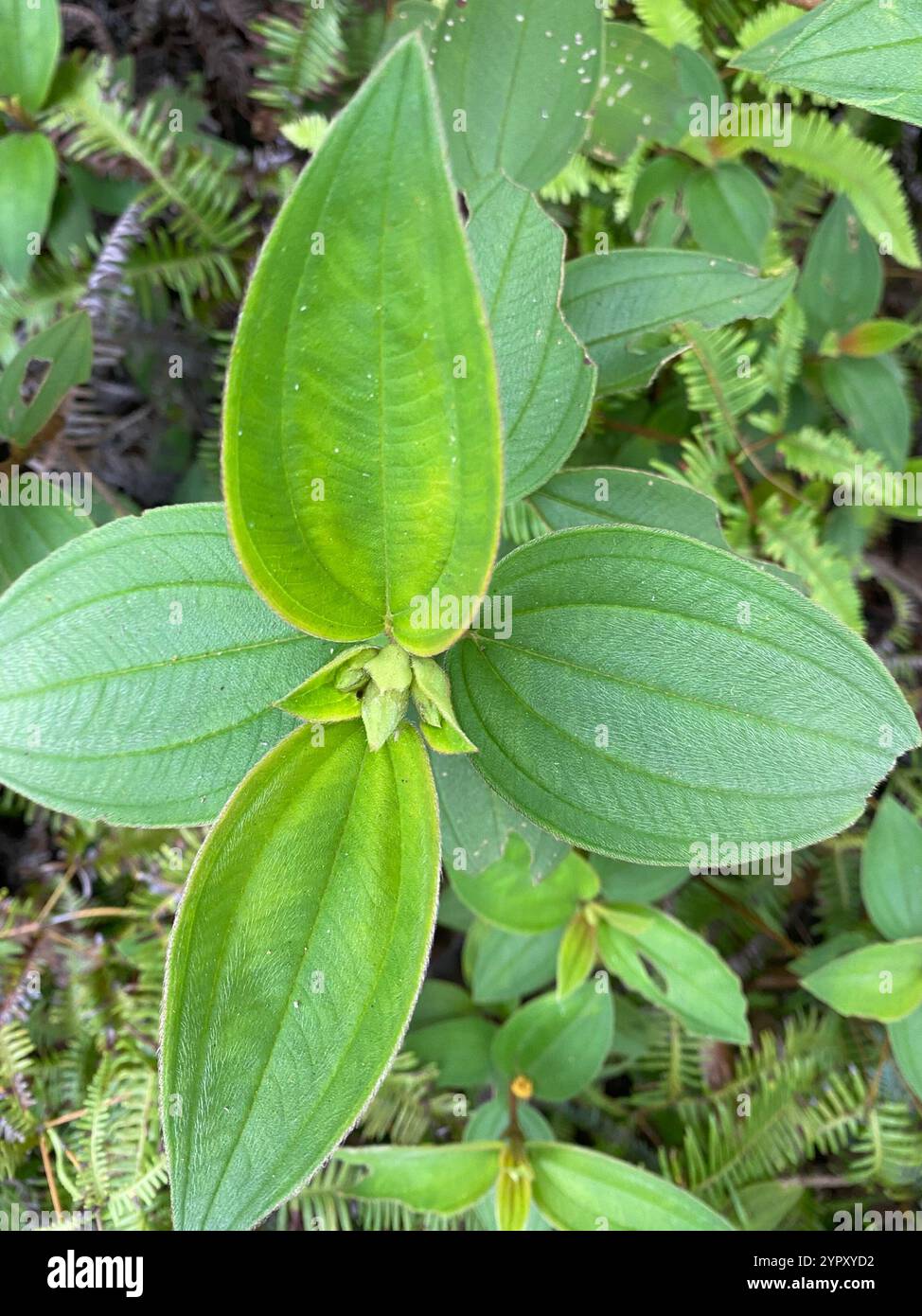 Common Melastoma (Melastoma candidum Stock Photo - Alamy
