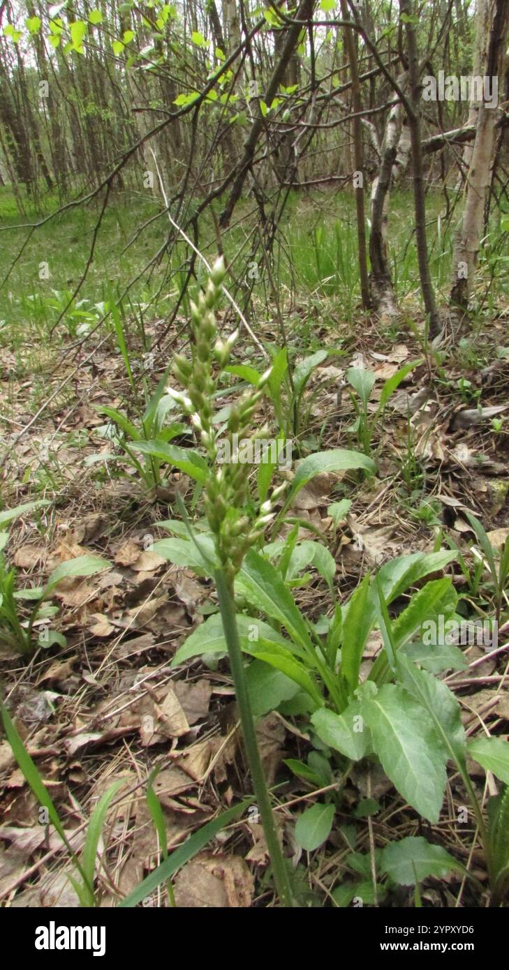 bison grass (Anthoxanthum nitens Stock Photo - Alamy