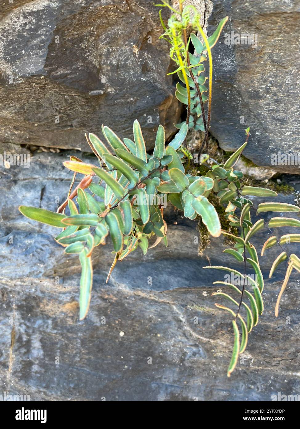 Pellaea atropurpurea hi-res stock photography and images - Alamy