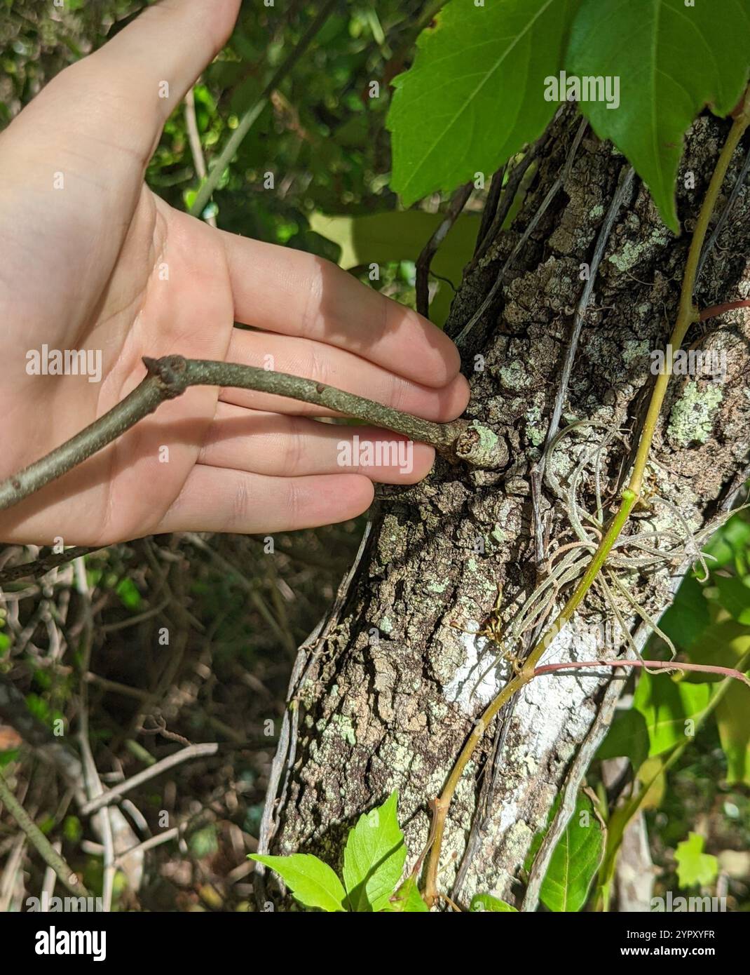American turkey oak (Quercus laevis Stock Photo - Alamy