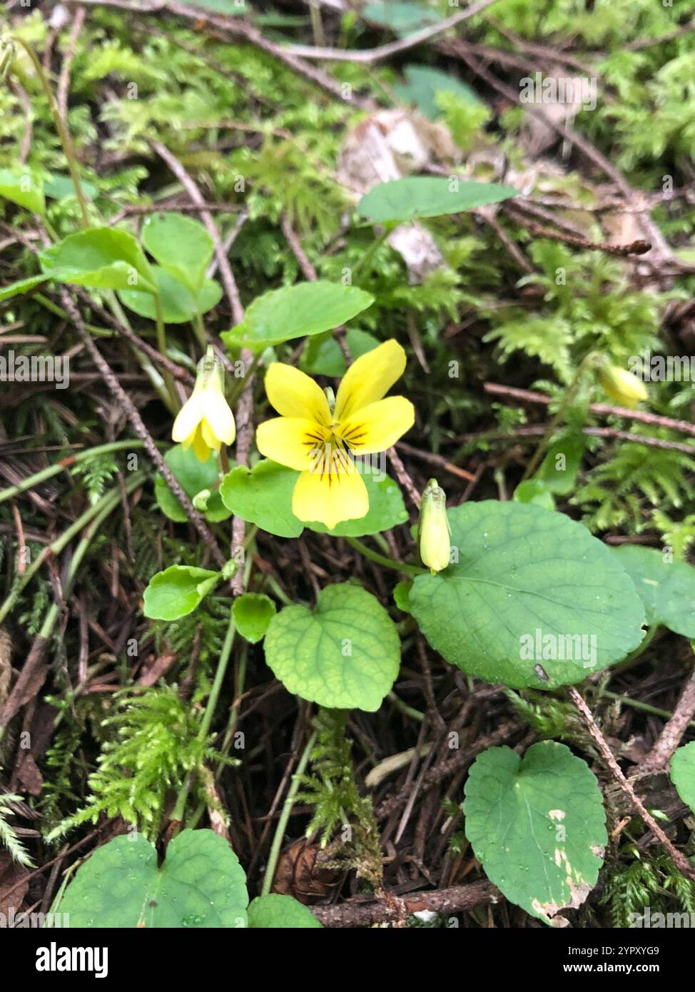 Viola sempervirens hi-res stock photography and images - Alamy