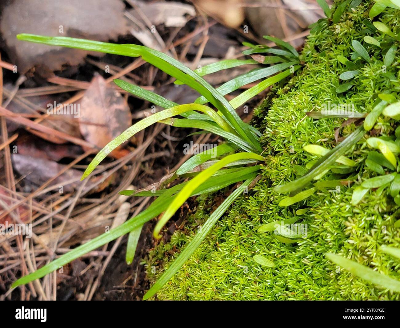 Shoestring Fern (Vittaria lineata Stock Photo - Alamy