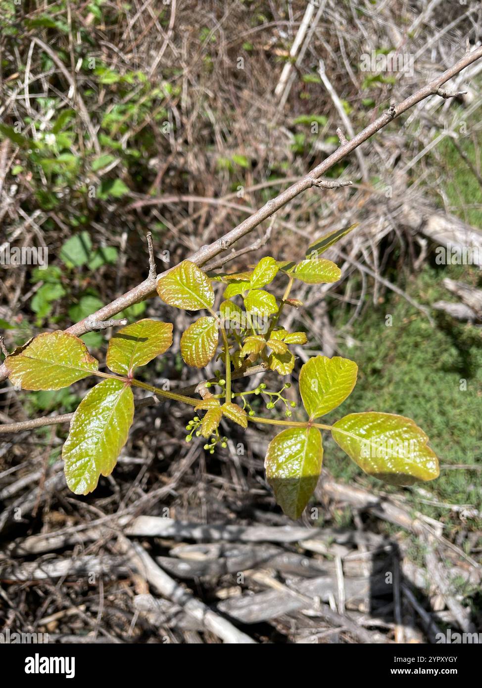 Pacific poison oak (Toxicodendron diversilobum Stock Photo - Alamy