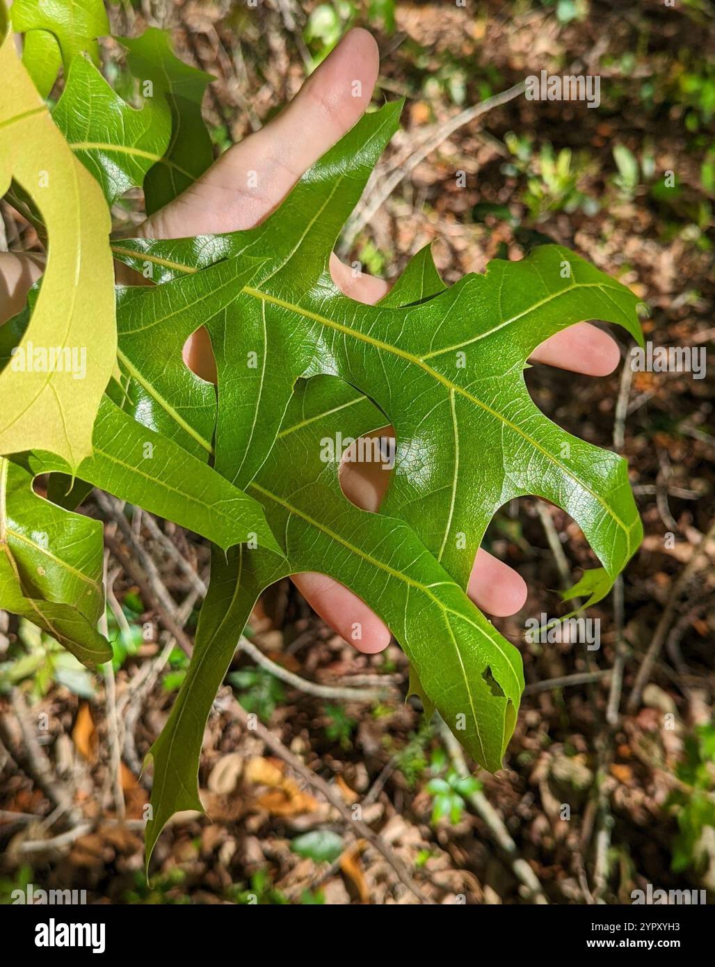 American turkey oak (Quercus laevis Stock Photo - Alamy
