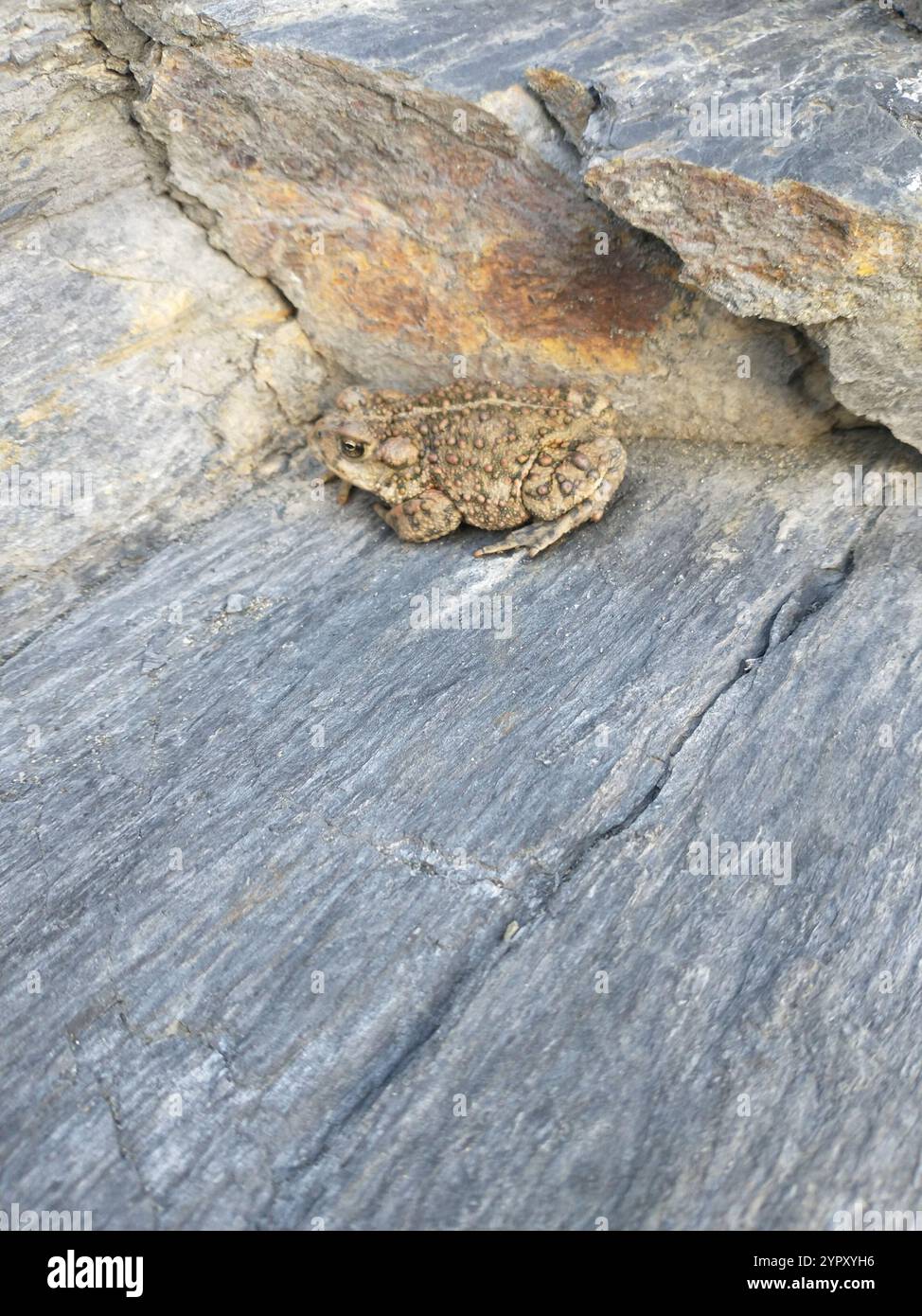Western Toad (Anaxyrus boreas Stock Photo - Alamy